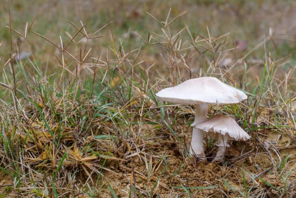 The Smooth Parasol: A Comprehensive Identification Guide - Mushroom ...