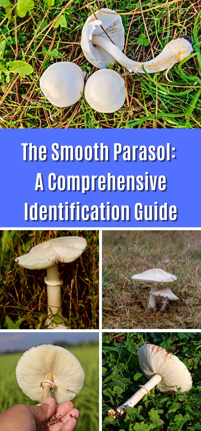 The Smooth Parasol: A Comprehensive Identification Guide - Mushroom ...