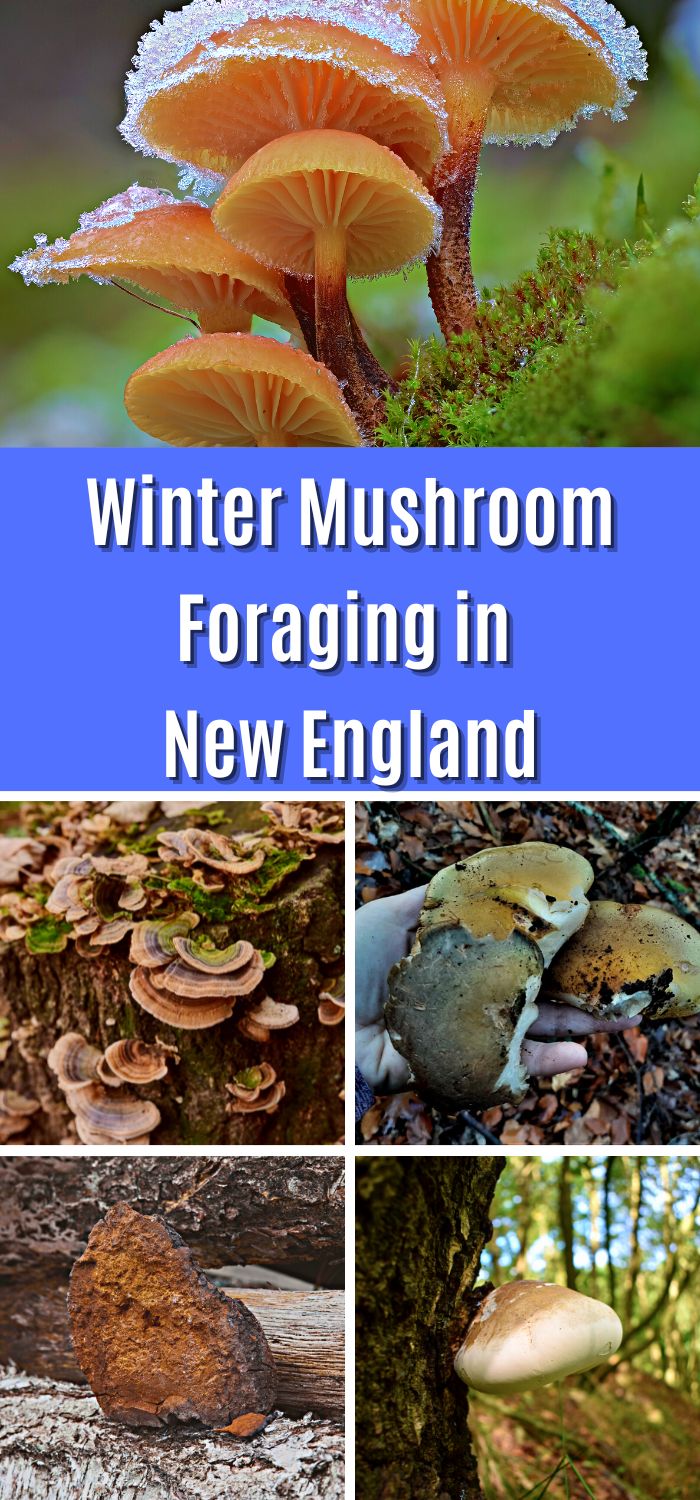 Winter Mushroom Foraging in New England - Mushroom Appreciation