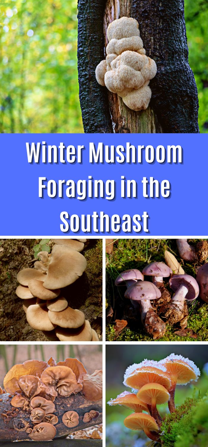 Winter Mushroom Foraging In The Southeast - Mushroom Appreciation