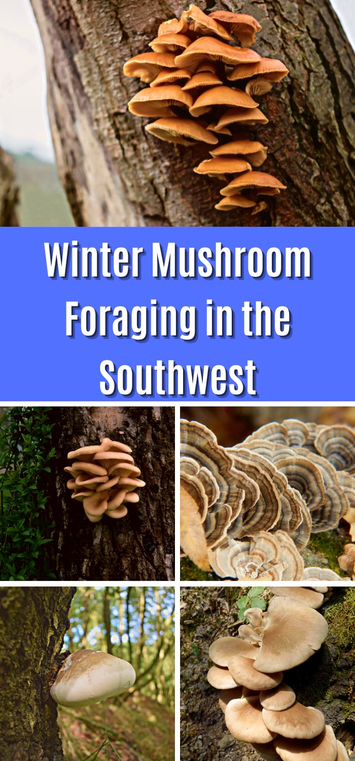 Winter Mushroom Foraging In The Southwest - Mushroom Appreciation
