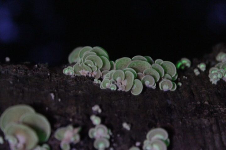 Why Do Mushrooms Glow in the Dark? - Mushroom Appreciation