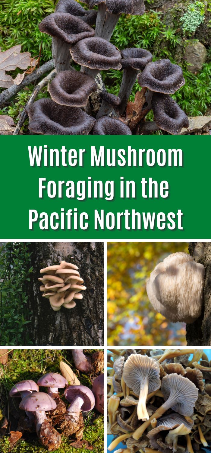 Winter Mushroom Foraging in the Pacific Northwest - Mushroom Appreciation