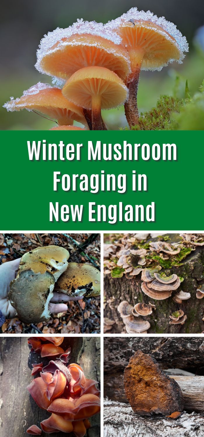 Winter Mushroom Foraging in New England - Mushroom Appreciation
