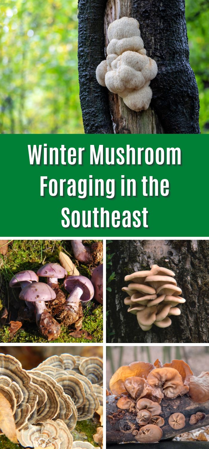 Winter Mushroom Foraging In The Southeast - Mushroom Appreciation