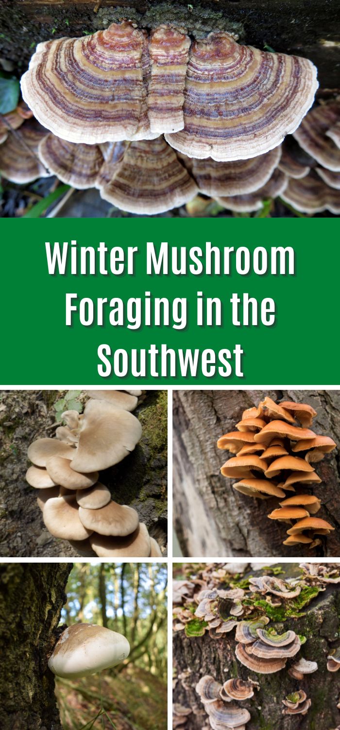 Winter Mushroom Foraging In The Southwest - Mushroom Appreciation