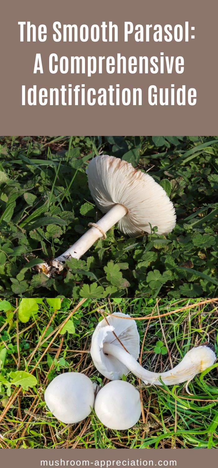 The Smooth Parasol: A Comprehensive Identification Guide - Mushroom ...