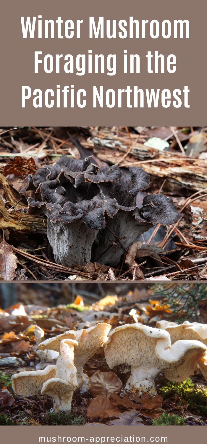 Winter Mushroom Foraging in the Pacific Northwest - Mushroom Appreciation