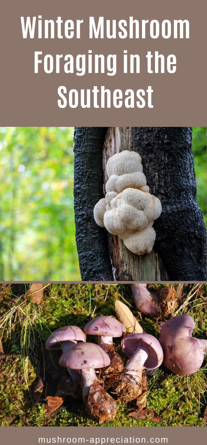 Winter Mushroom Foraging In The Southeast - Mushroom Appreciation
