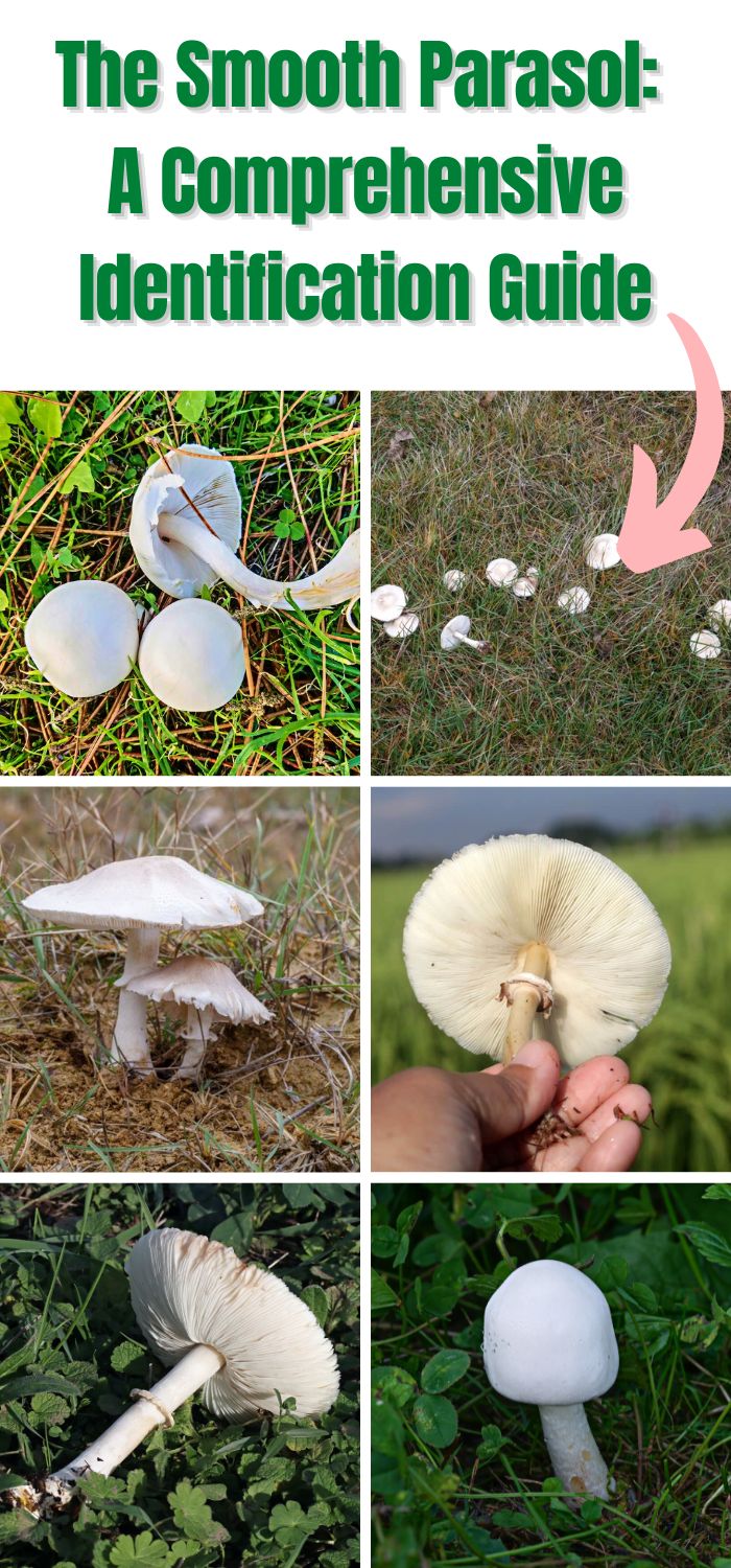 The Smooth Parasol: A Comprehensive Identification Guide - Mushroom ...