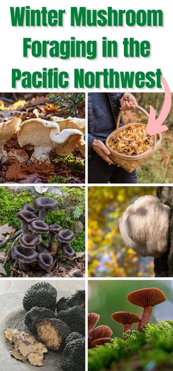 Winter Mushroom Foraging in the Pacific Northwest - Mushroom Appreciation
