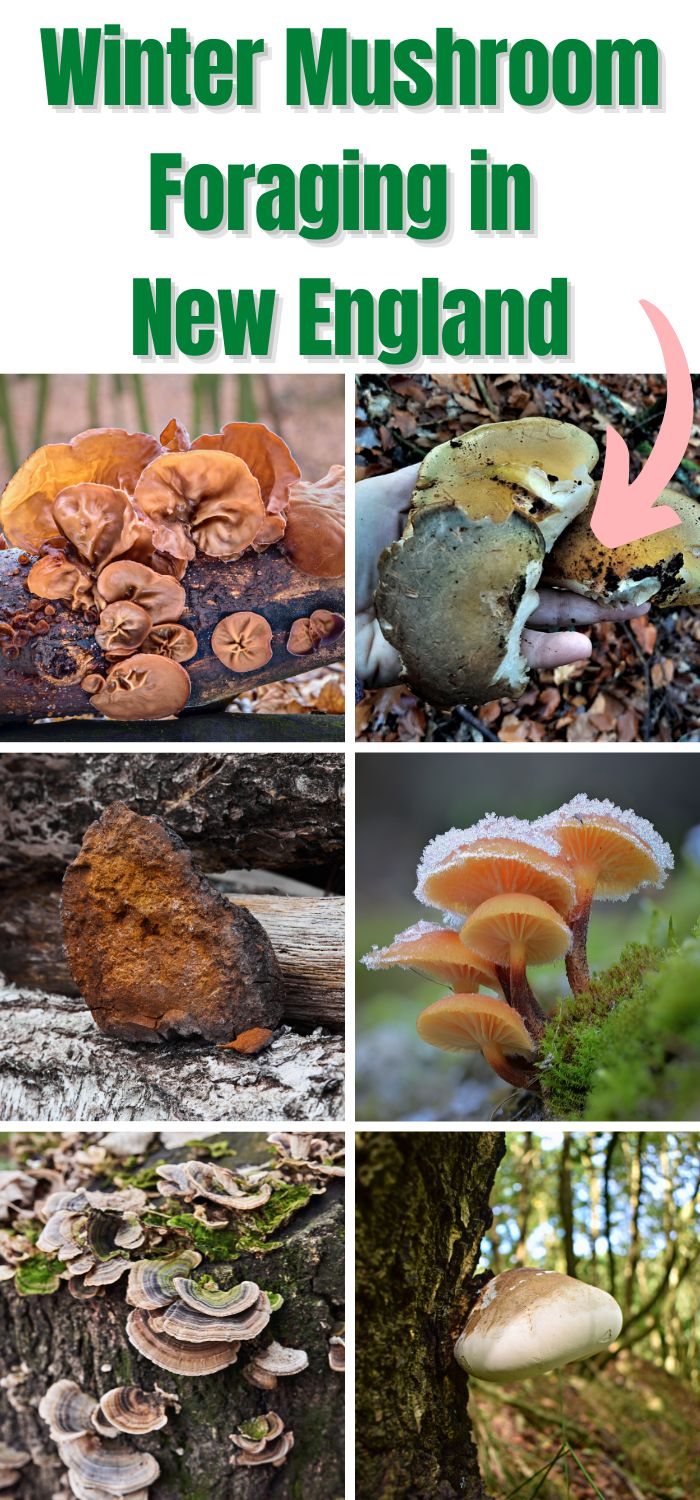 Winter Mushroom Foraging in New England - Mushroom Appreciation