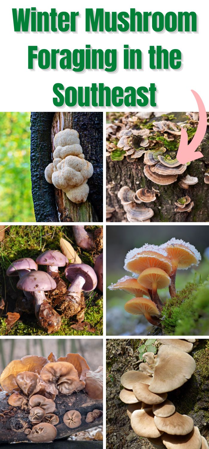Winter Mushroom Foraging In The Southeast - Mushroom Appreciation