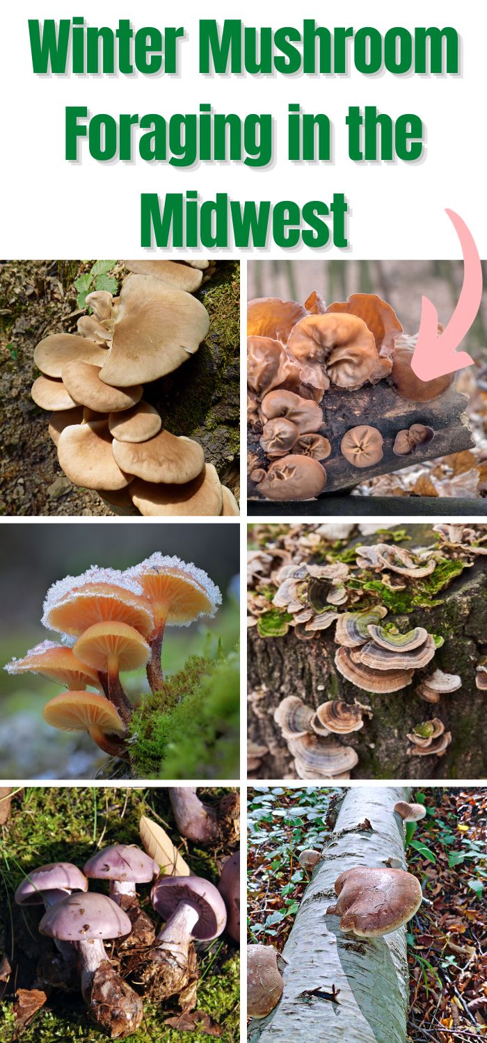 Winter Mushroom Foraging In The Midwest - Mushroom Appreciation
