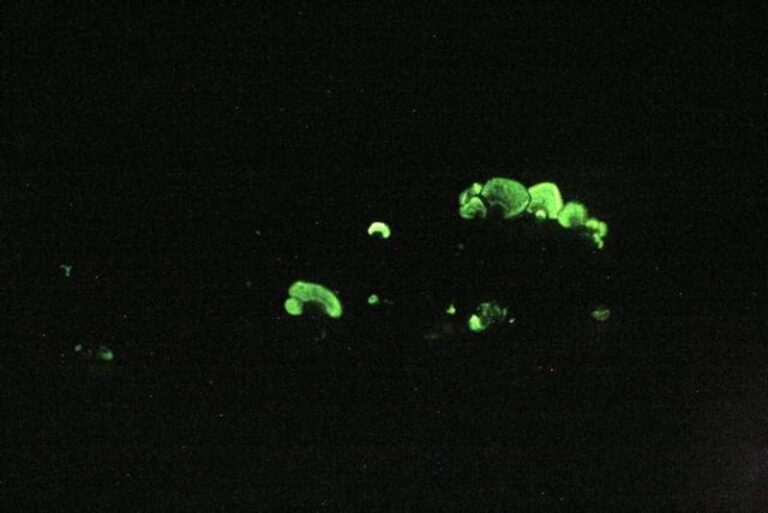Why Do Mushrooms Glow in the Dark? - Mushroom Appreciation