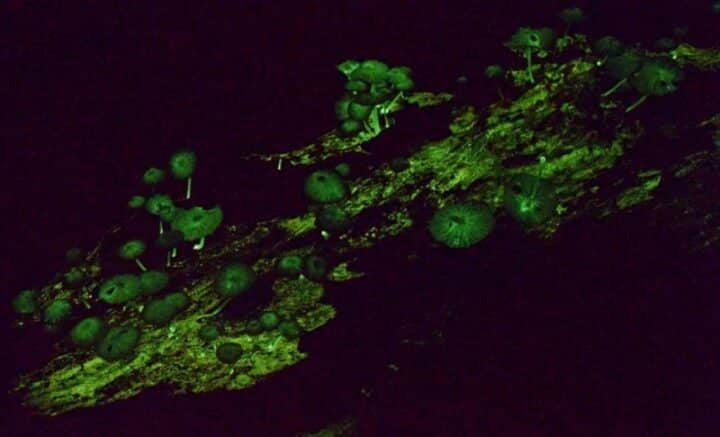 Why Do Mushrooms Glow in the Dark? - Mushroom Appreciation