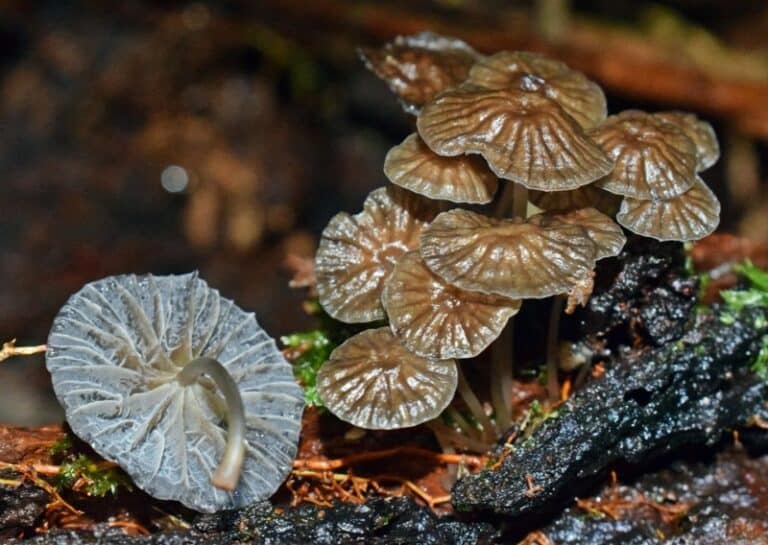 Why Do Mushrooms Glow in the Dark? - Mushroom Appreciation