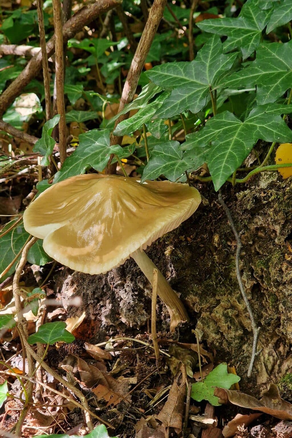 Rooting Mushrooms of North America - Mushroom Appreciation