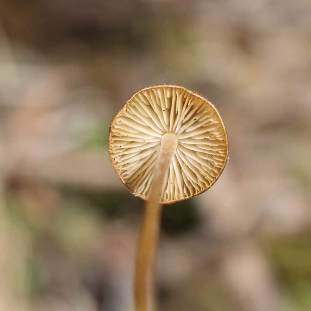 Rooting Mushrooms of North America - Mushroom Appreciation