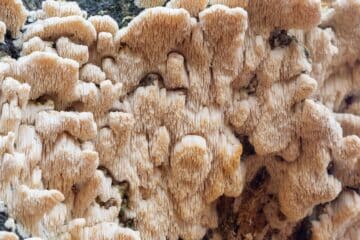 Marshmallow Polypore: Identification and Lookalikes - Mushroom Appreciation