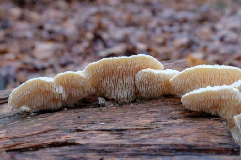 Marshmallow Polypore: Identification and Lookalikes - Mushroom Appreciation