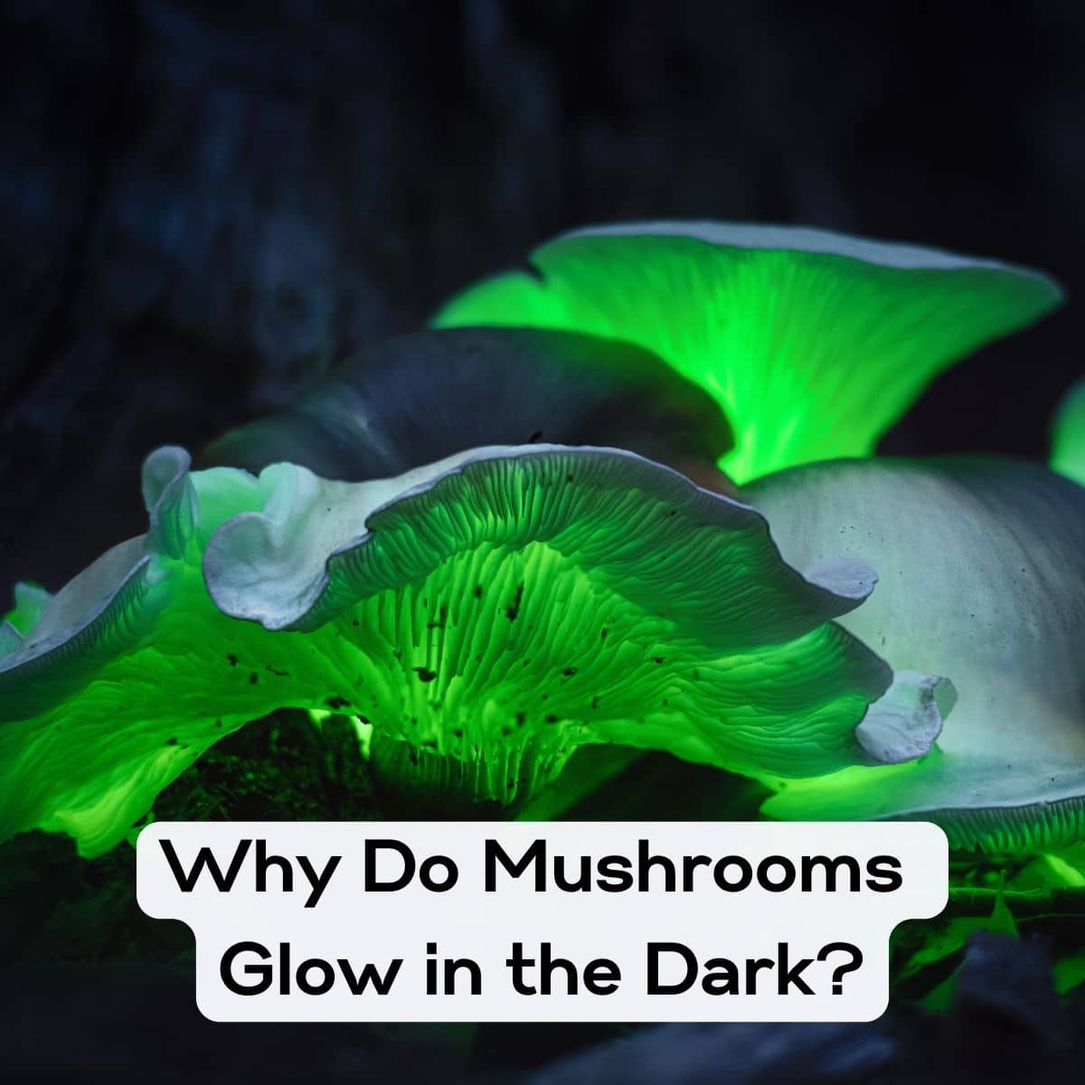 Mushrooms That Glow Glow In The Dark Mushrooms | Mount Gravatt