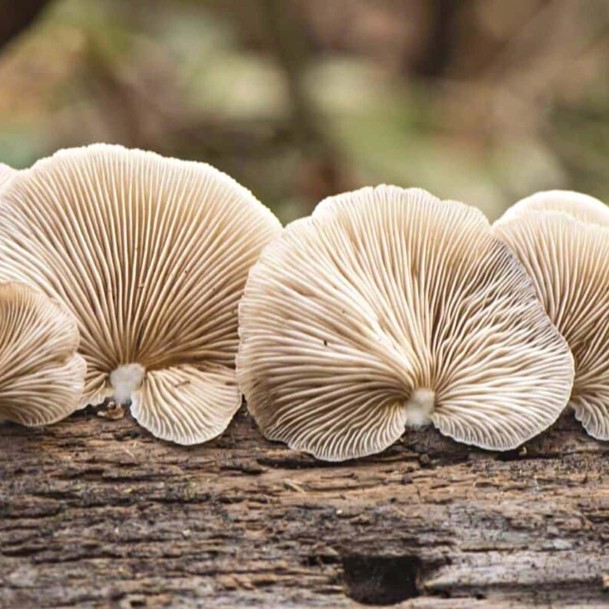 Mushroom Species - Mushroom Appreciation