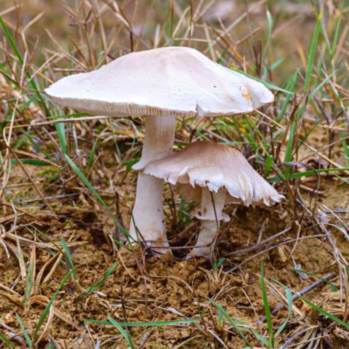 Mushroom Species - Mushroom Appreciation