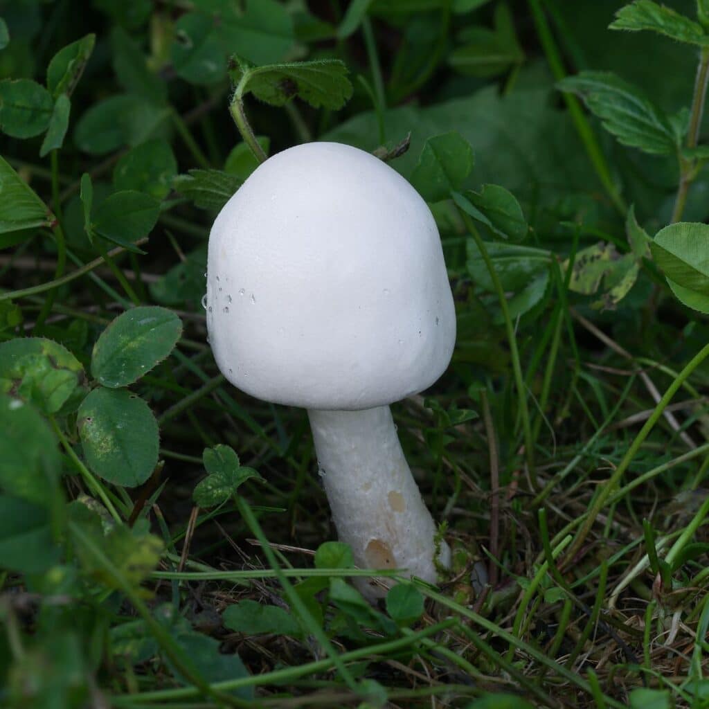 The Smooth Parasol: A Comprehensive Identification Guide - Mushroom ...