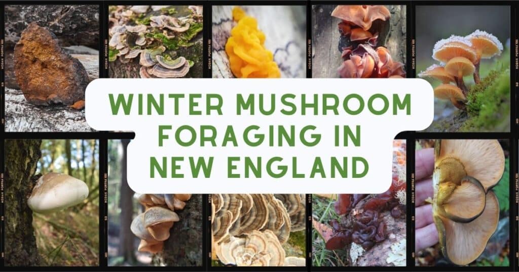 Winter Mushroom Foraging in New England - Mushroom Appreciation