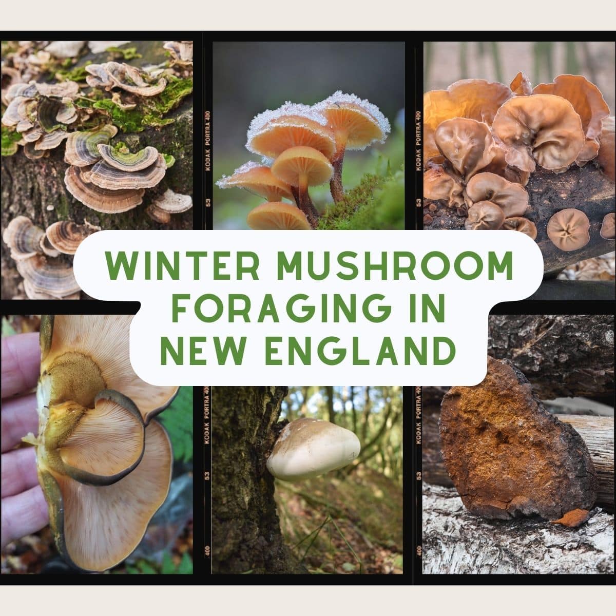 Winter Mushroom Foraging, By Region - Mushroom Appreciation