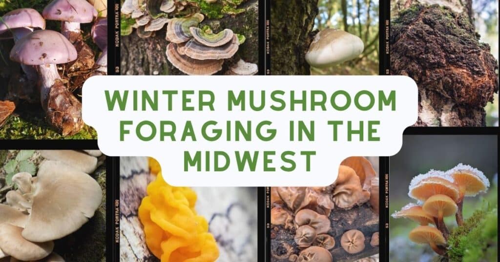 Winter Mushroom Foraging In The Midwest - Mushroom Appreciation