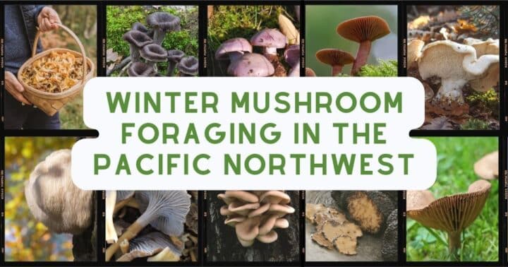 Winter Mushroom Foraging in the Pacific Northwest - Mushroom Appreciation
