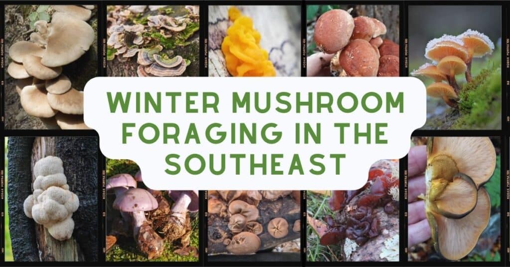Winter Mushroom Foraging In The Southeast - Mushroom Appreciation