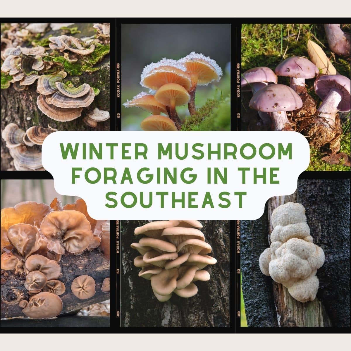 Winter Mushroom Foraging, By Region - Mushroom Appreciation