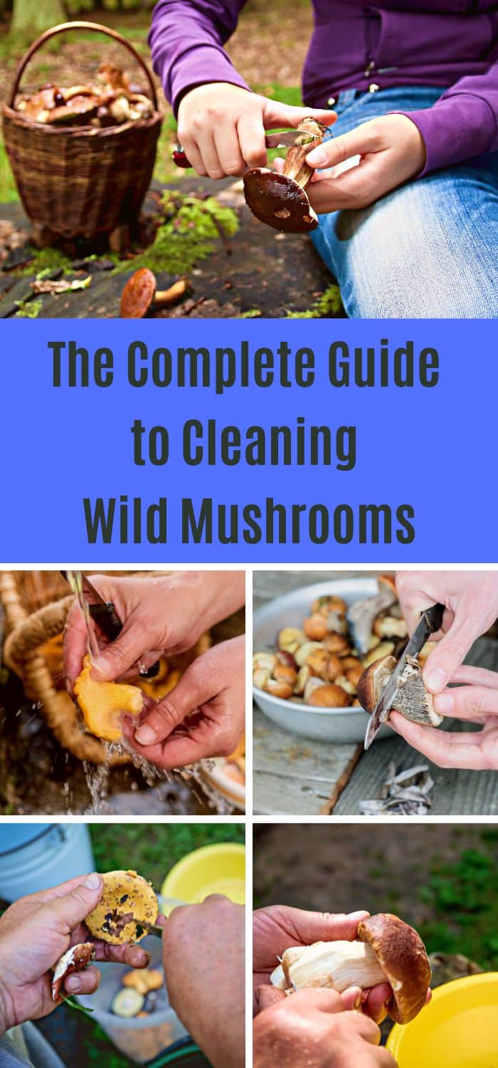 The Complete Guide to Cleaning Wild Mushrooms - Mushroom Appreciation