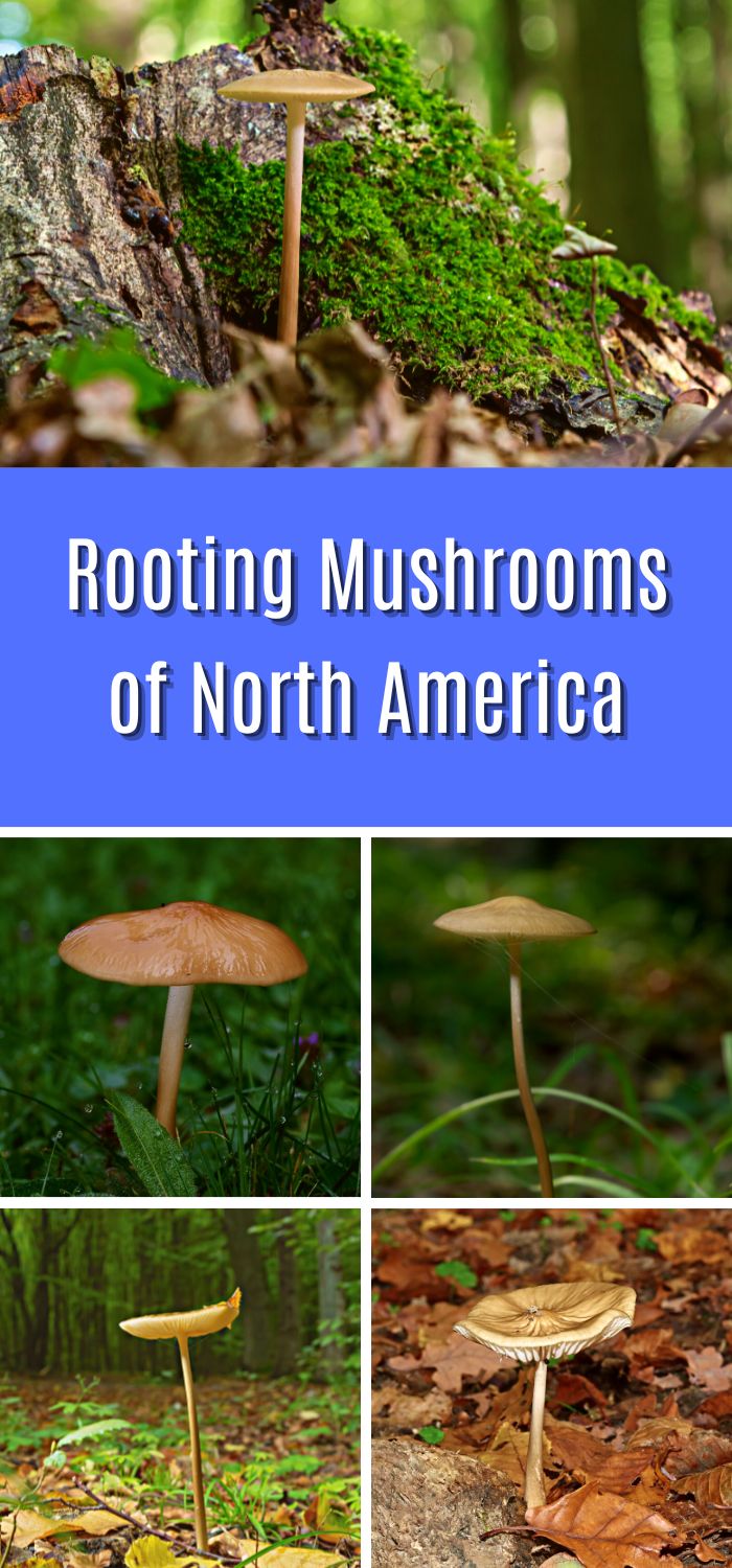 Rooting Mushrooms of North America - Mushroom Appreciation