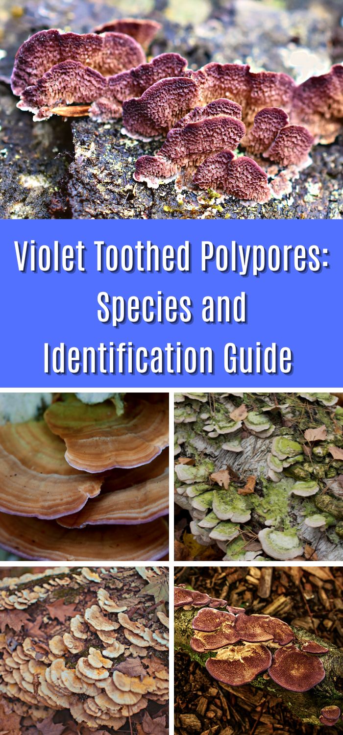 Violet Toothed Polypores: Species and Identification Guide - Mushroom ...