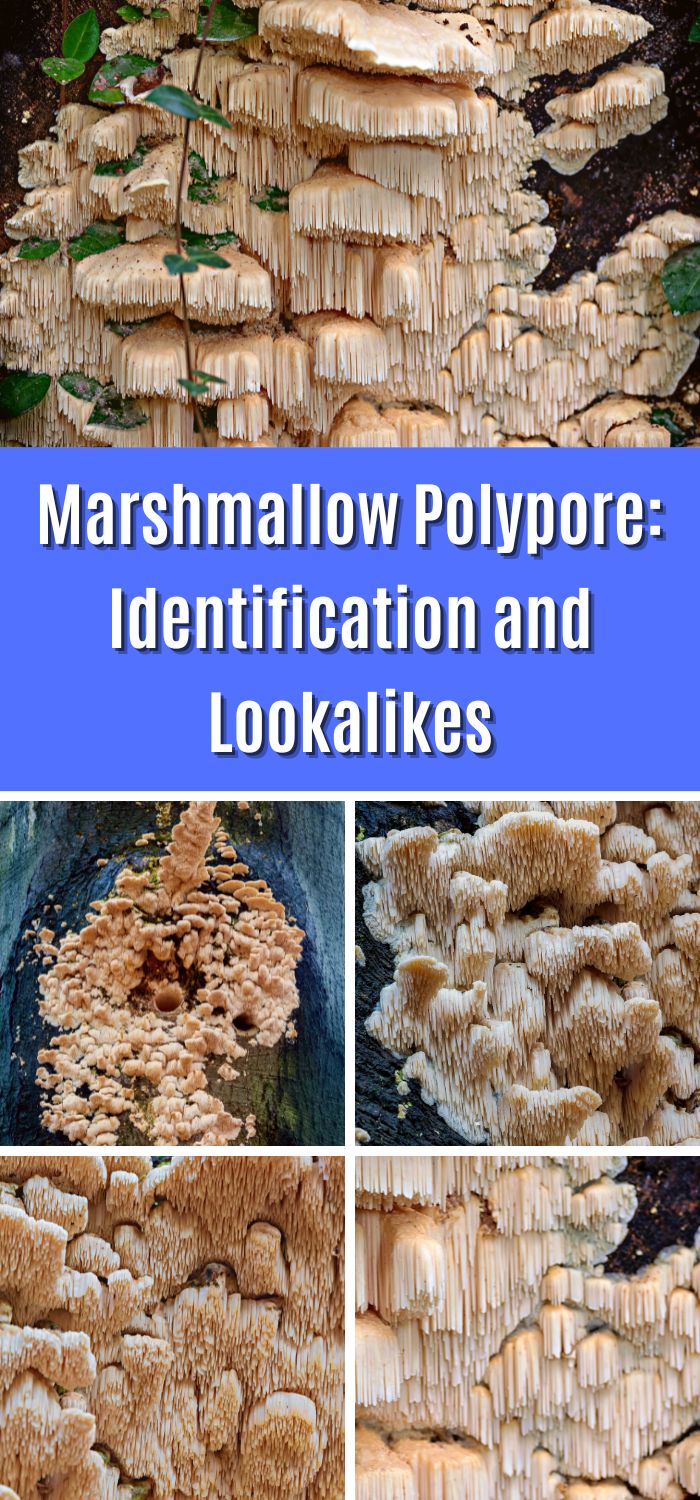 Marshmallow Polypore: Identification and Lookalikes - Mushroom Appreciation