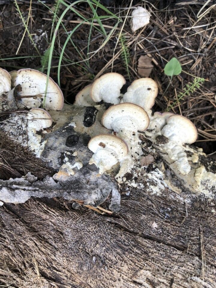 Violet Toothed Polypores: Species and Identification Guide - Mushroom ...