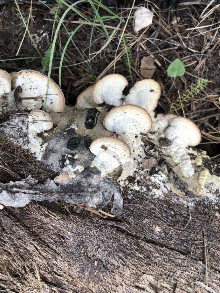 Violet Toothed Polypores: Species and Identification Guide - Mushroom ...
