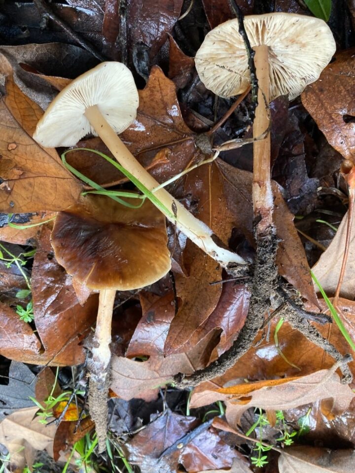 Rooting Mushrooms of North America - Mushroom Appreciation