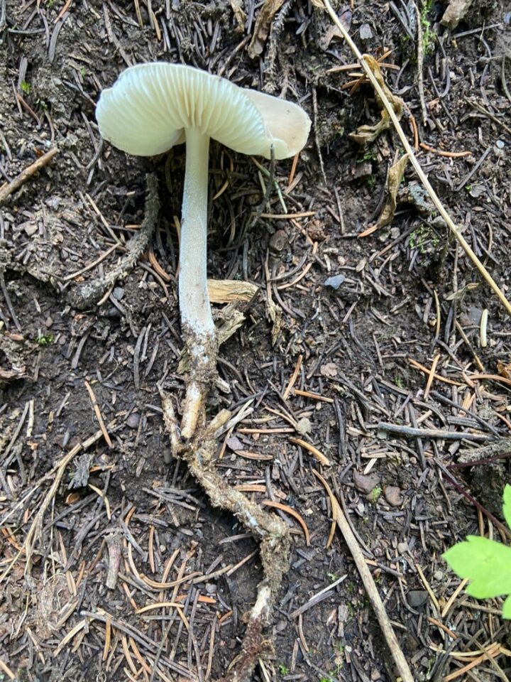 Rooting Mushrooms of North America - Mushroom Appreciation