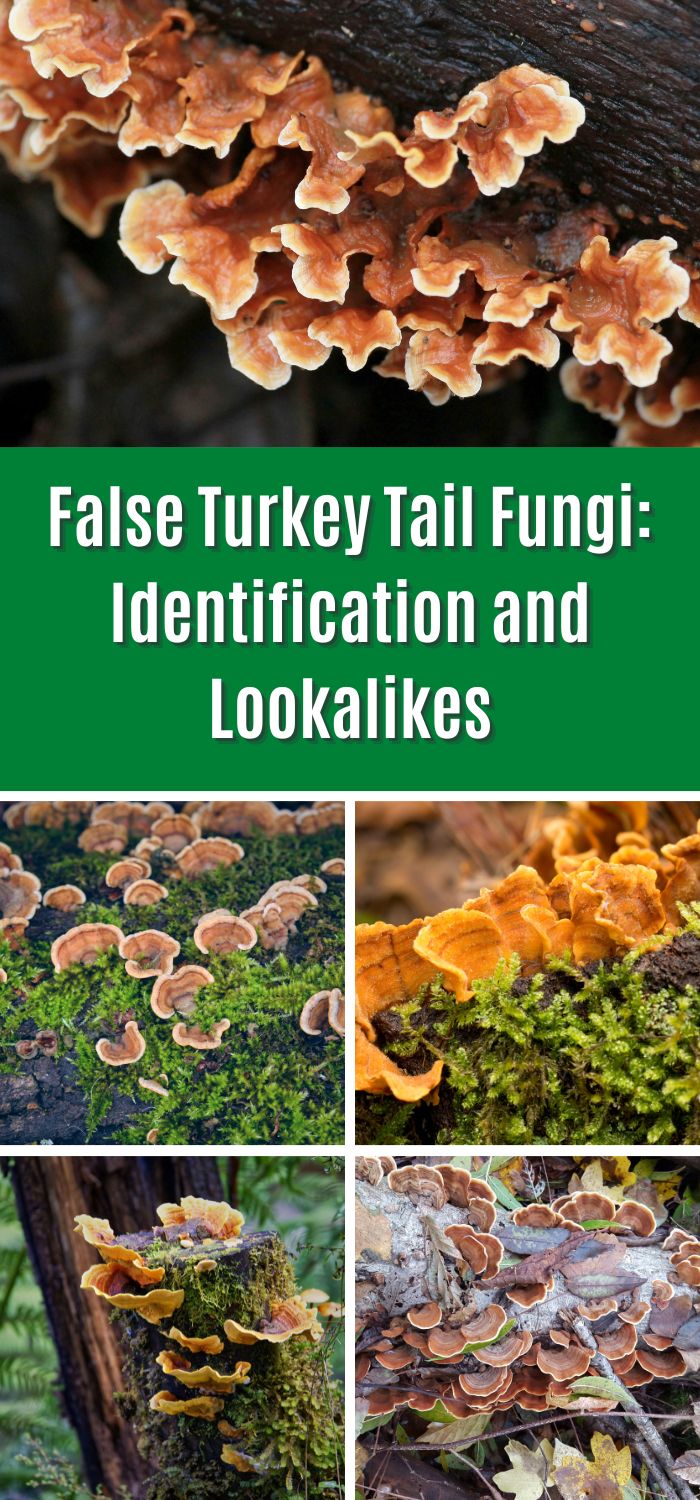False Turkey Tail Fungi: Identification and Lookalikes - Mushroom ...