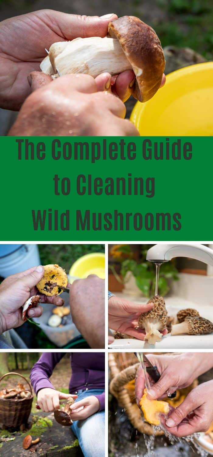 The Complete Guide to Cleaning Wild Mushrooms - Mushroom Appreciation