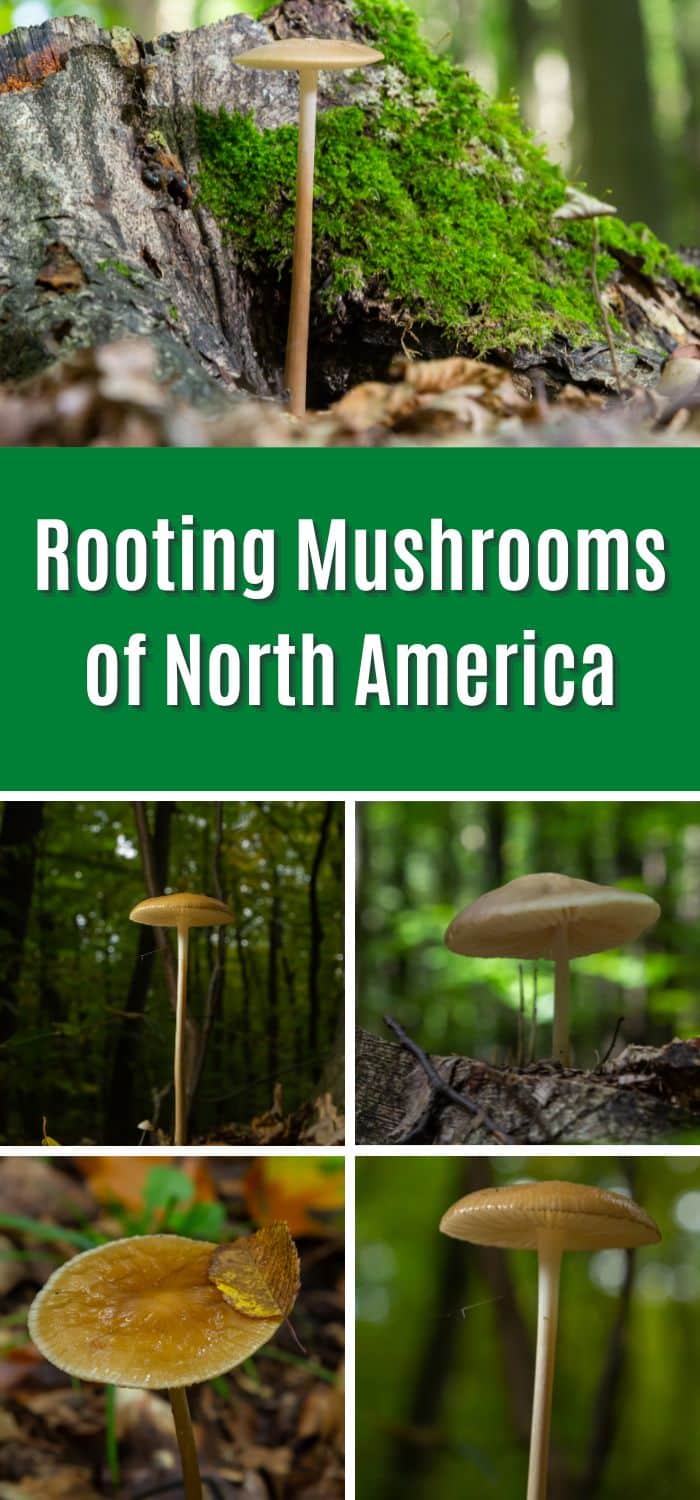 Rooting Mushrooms of North America - Mushroom Appreciation