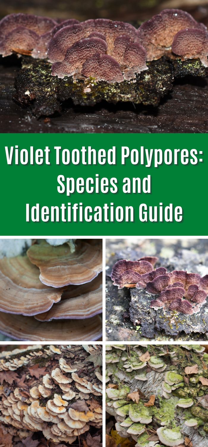 Violet Toothed Polypores: Species and Identification Guide - Mushroom ...