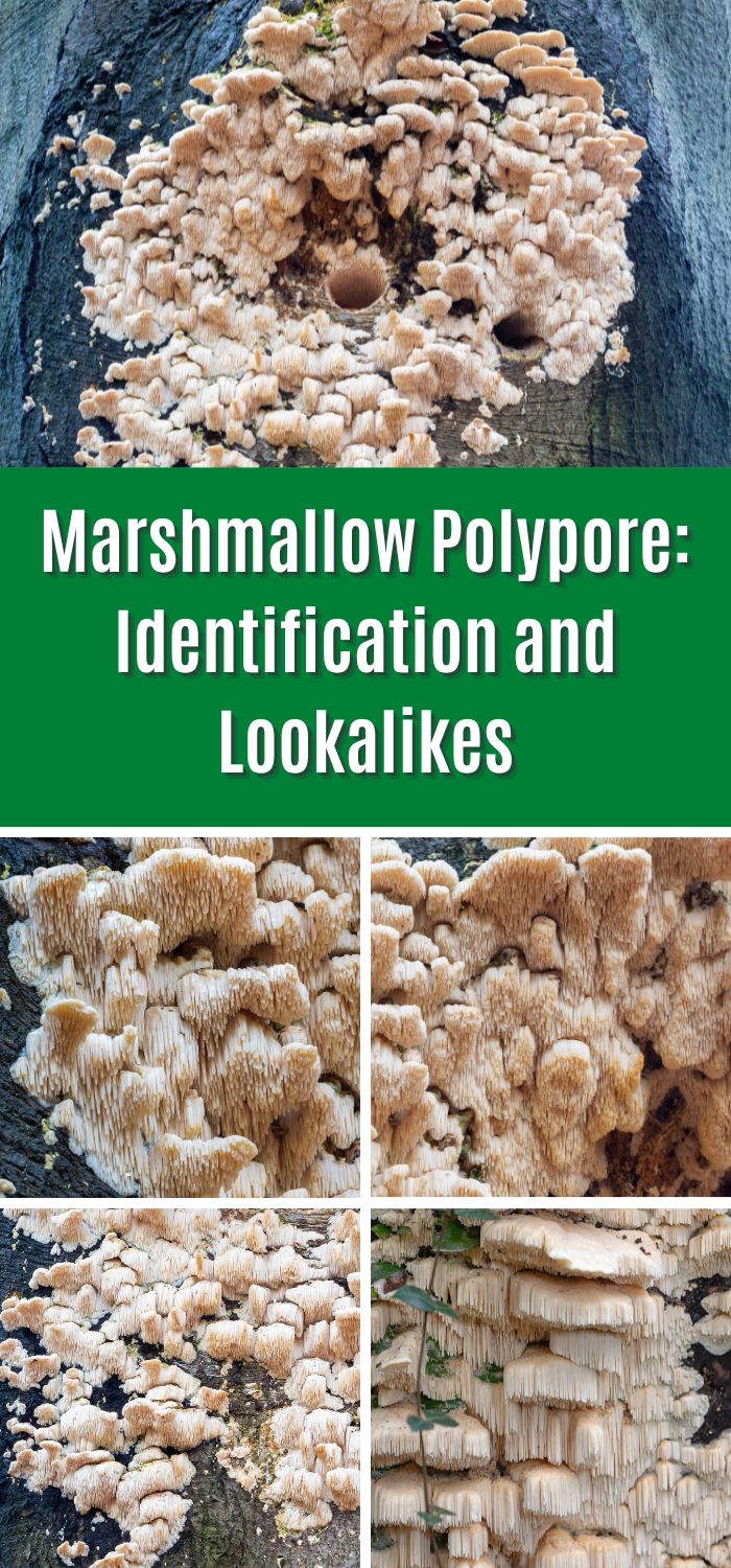 Marshmallow Polypore: Identification and Lookalikes - Mushroom Appreciation