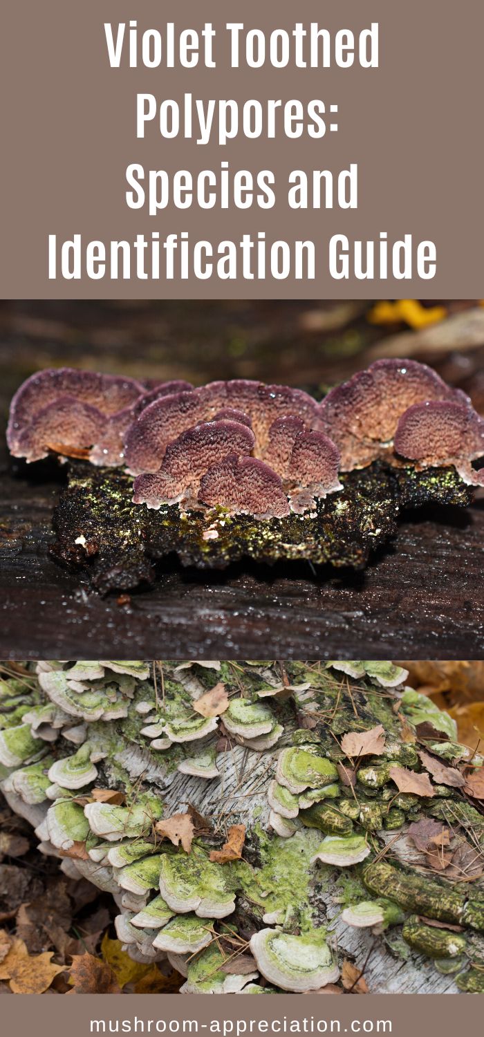 Violet Toothed Polypores: Species and Identification Guide - Mushroom ...