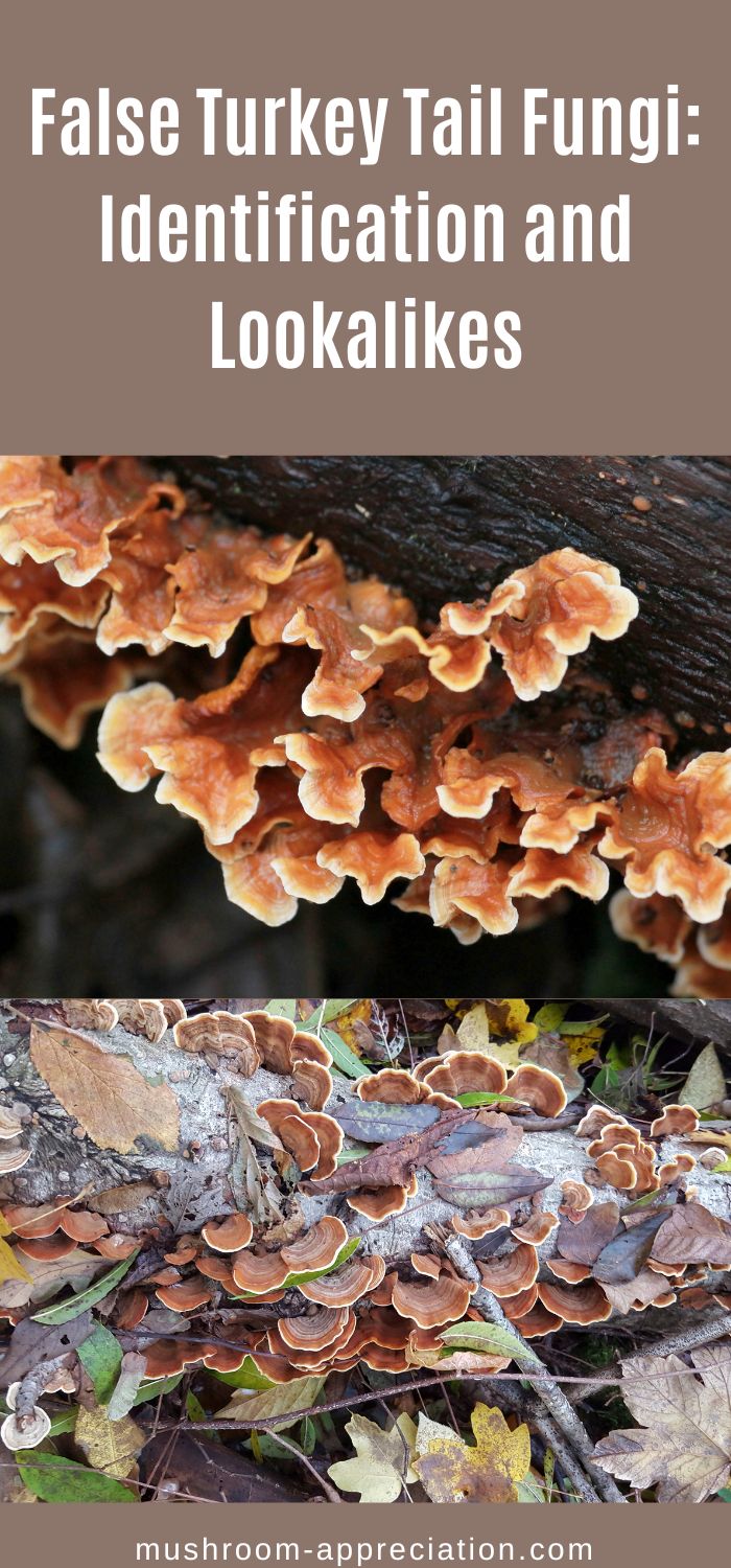 False Turkey Tail Fungi: Identification and Lookalikes - Mushroom ...